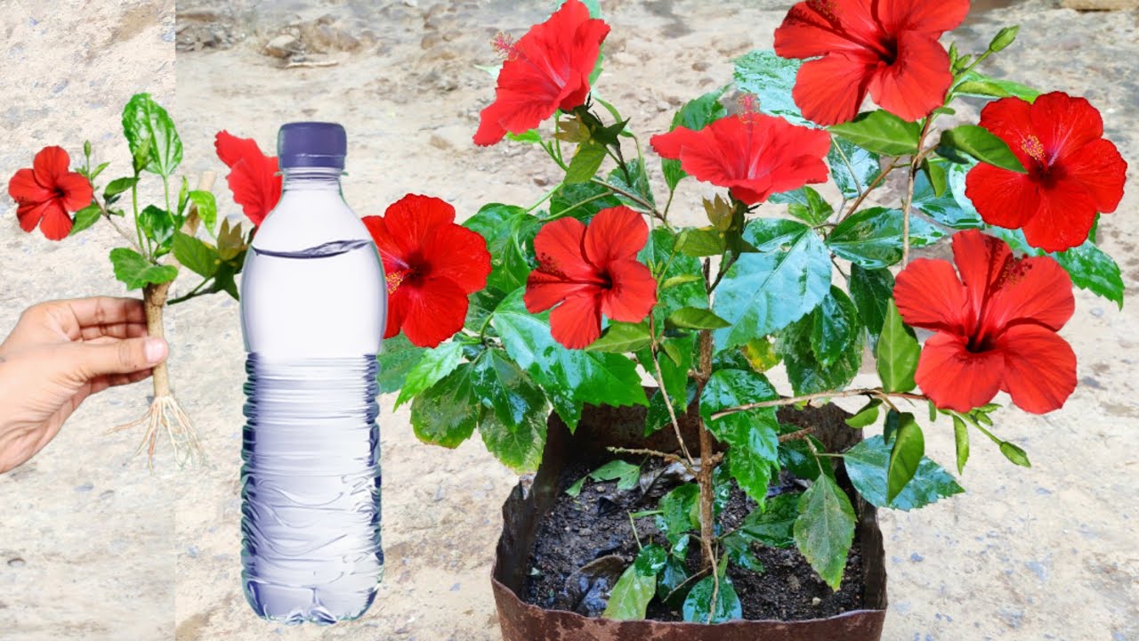 Skills to get hibiscus plant in water easy to do technique. - YouTube