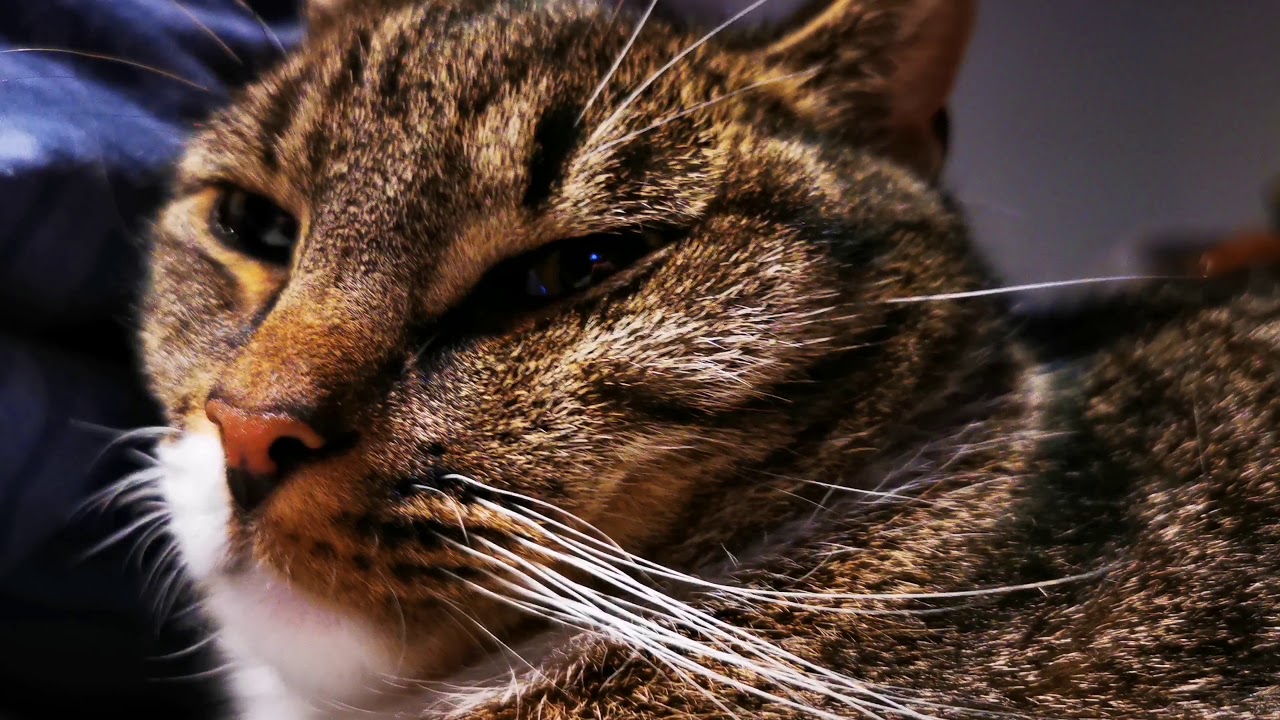 Resting Cat in 4k - YouTube