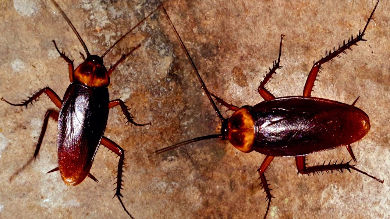 Cockroach Telapoka - YouTube