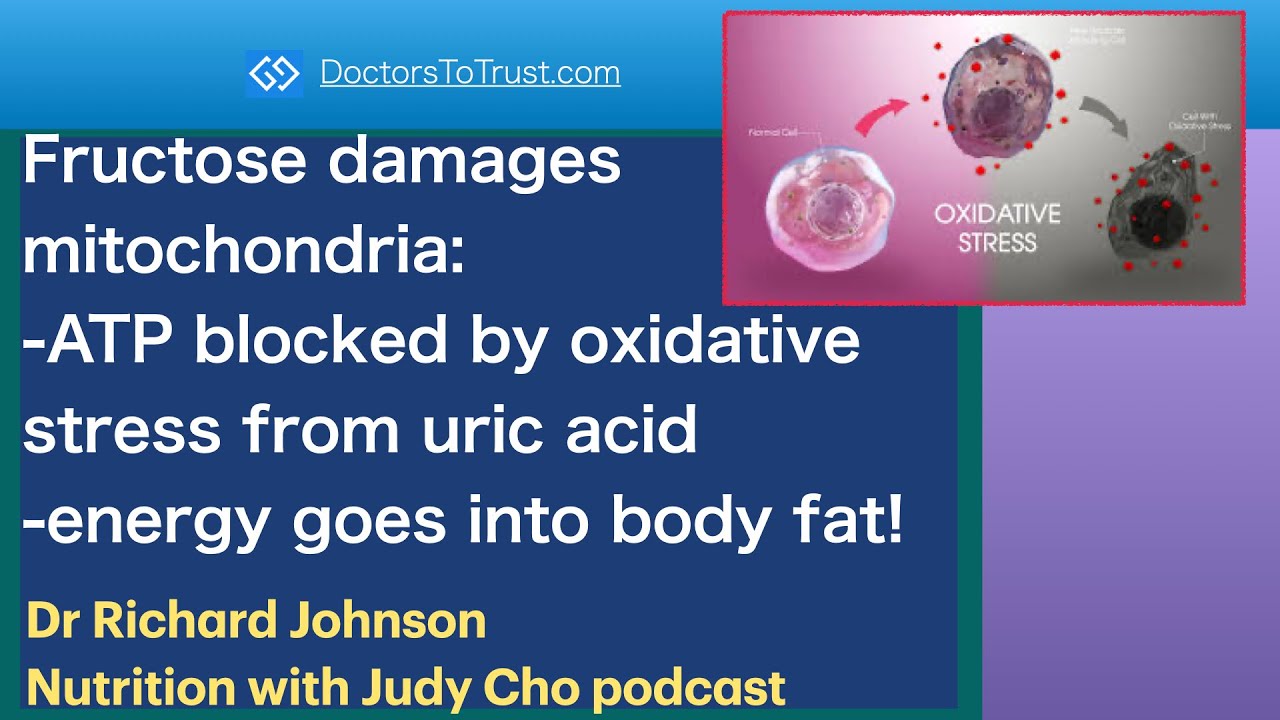 RICHARD JOHNSON 4 | Fructose damages mitochondria:-ATP blocked by uric ...