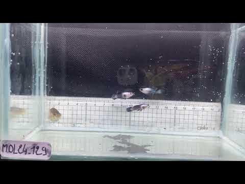 BOURCIERCYRIL AFV C3 5 8 - YouTube