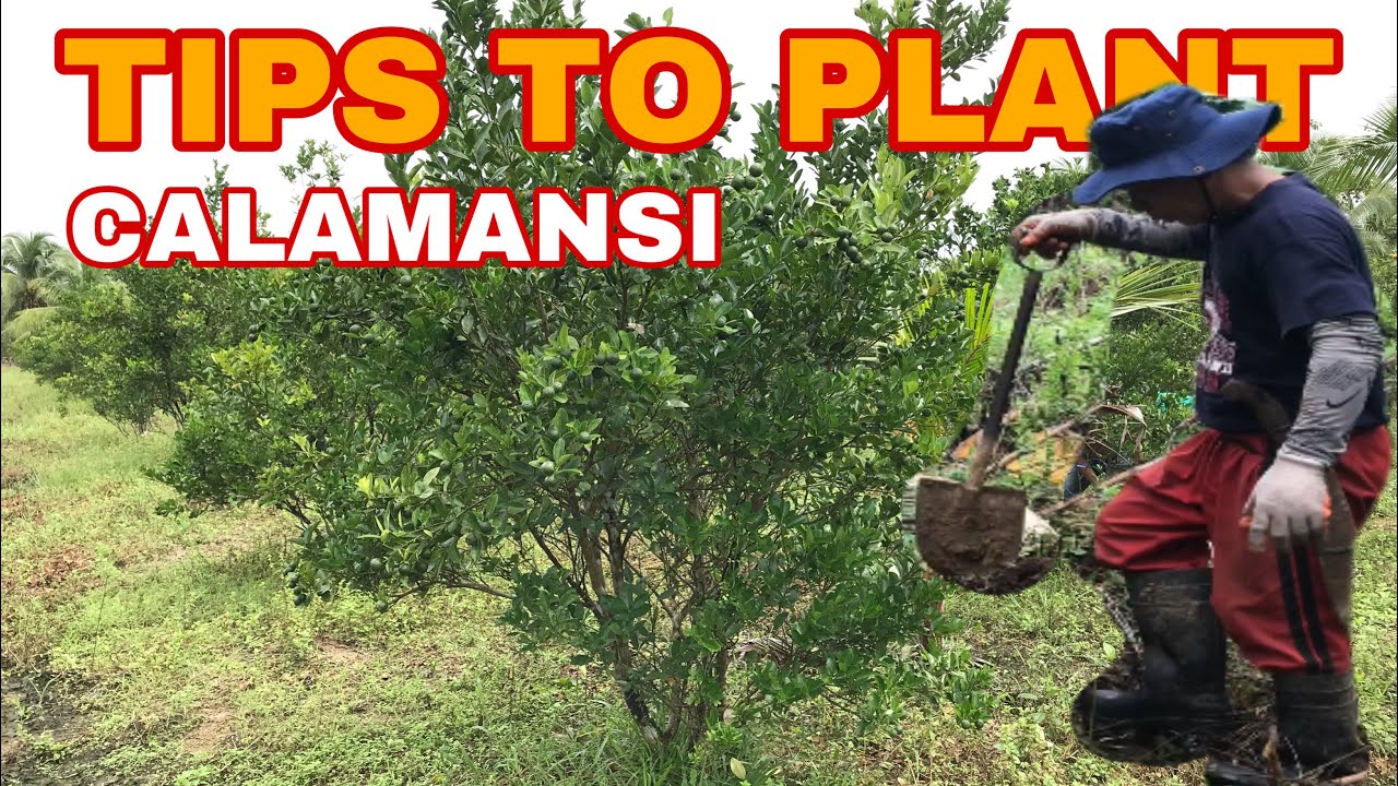 CALAMANSI FARMING | AGRI CALAMANSI | LEMONCITO FARM - YouTube