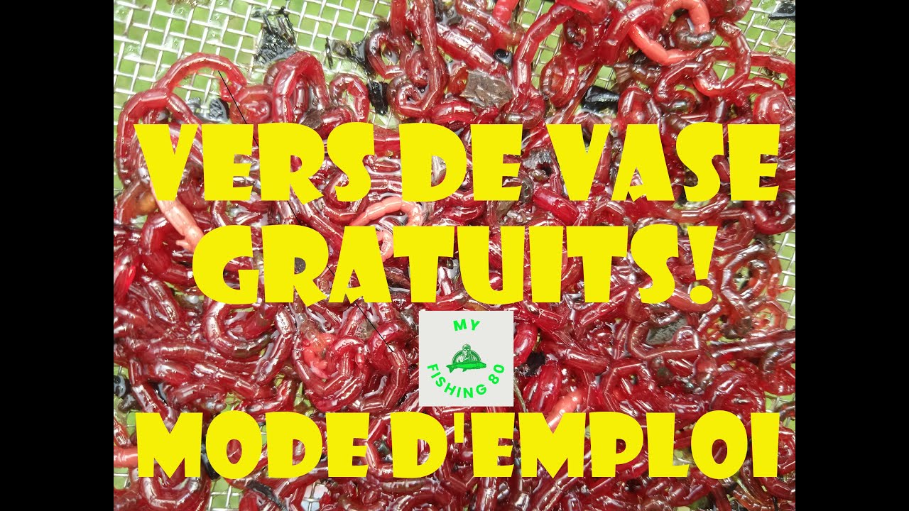 VERS DE VASE GRATUITS, MODE D'EMPLOI!!! - YouTube