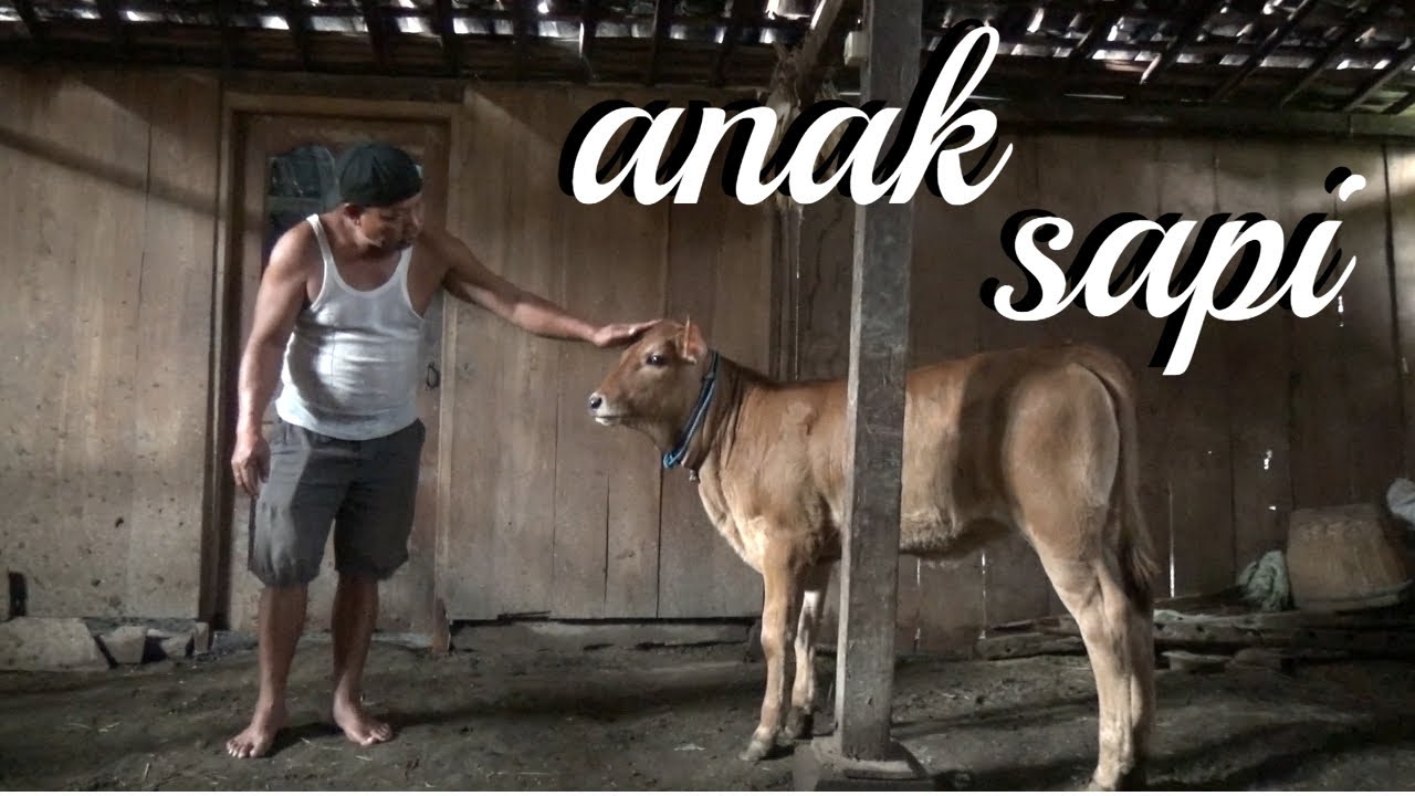 FILM PENDEK - ANAK SAPI - DRAMA KOMEDI JAWA LUCU - YouTube