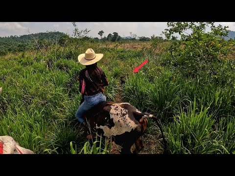 O SUSTO FOI GRANDE!😱APARECEU SÓ VULTO PRETO VINDO. - YouTube