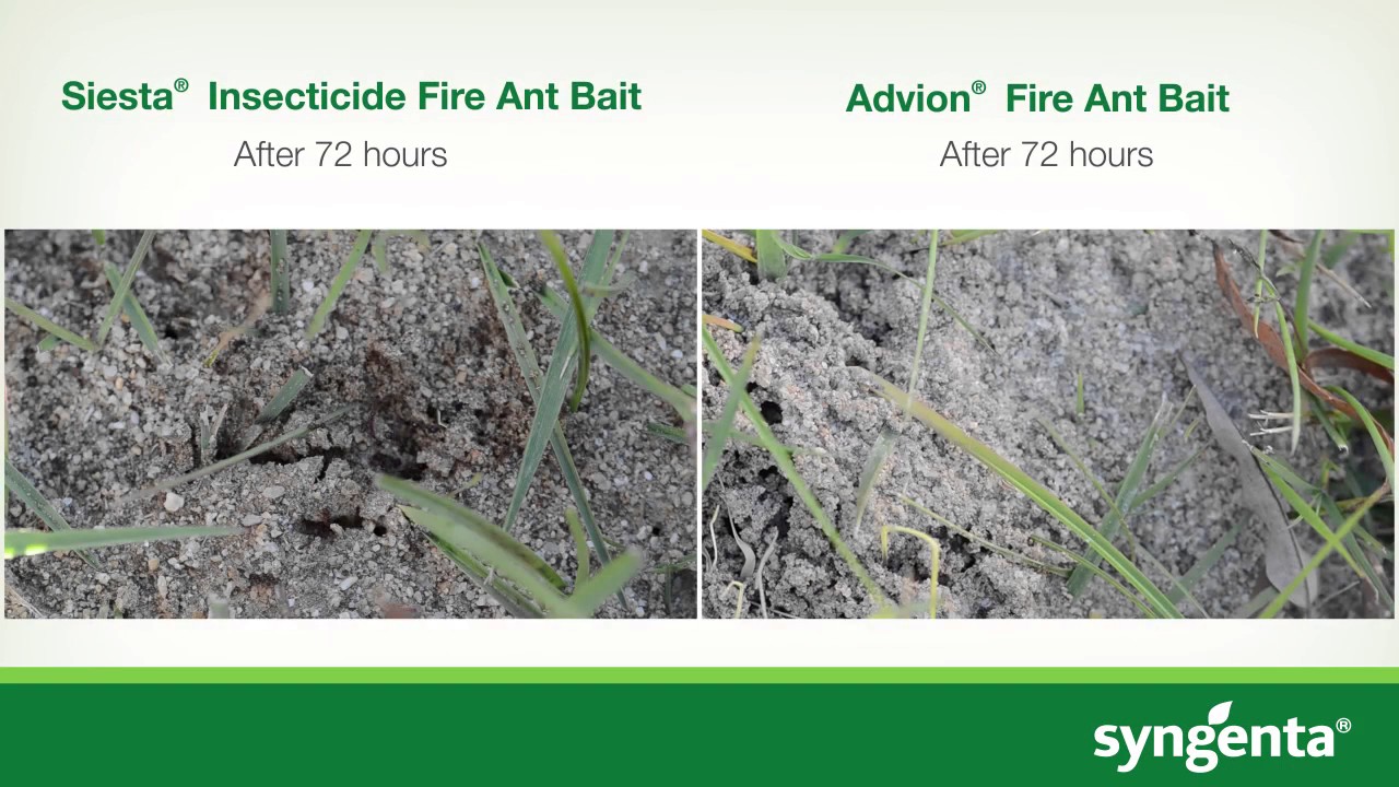 How to use Advion Fire Ant Bait for getting rid of ants - YouTube