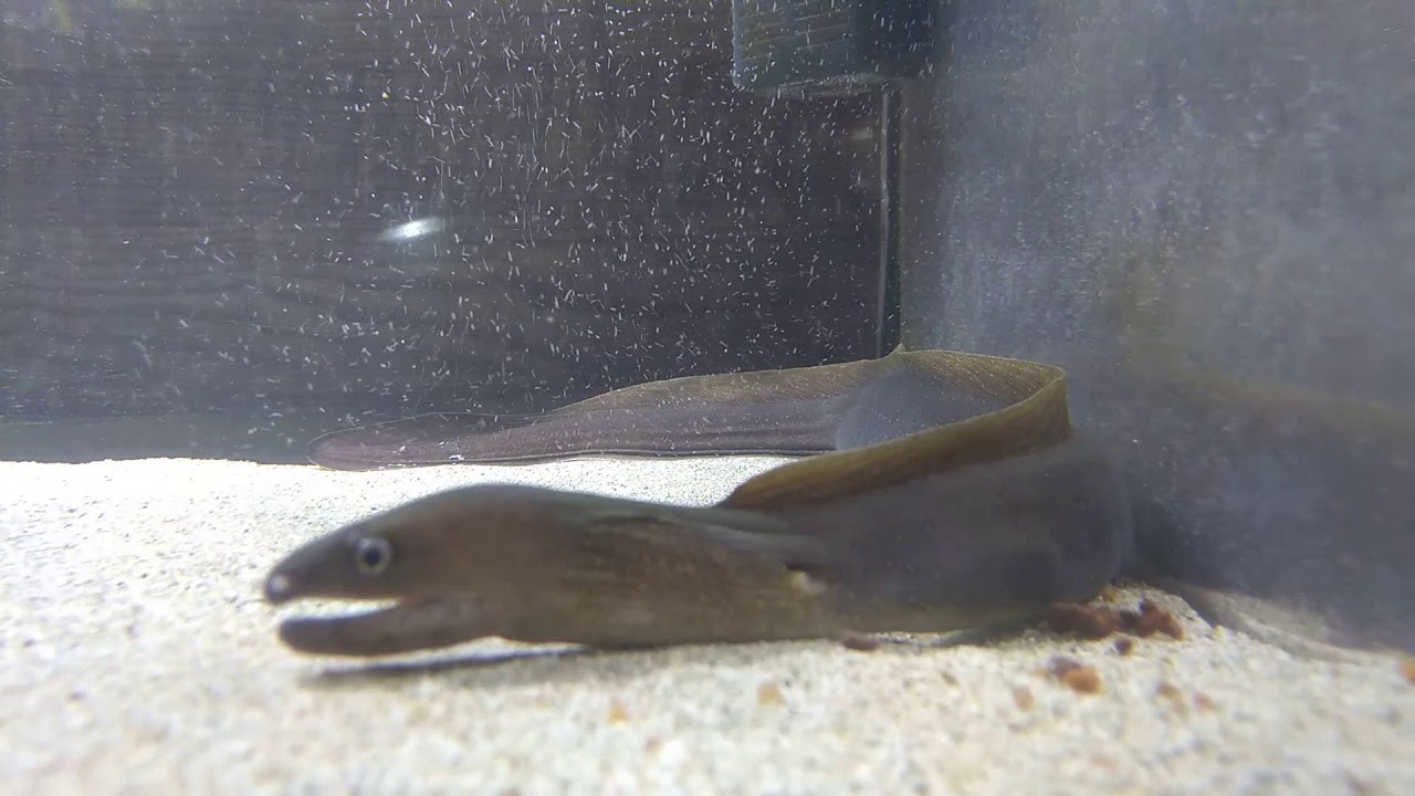 淡水ウツボ Fresh water Moray eel - YouTube
