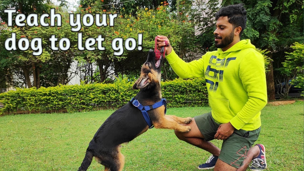 How to teach your dog to Let go/Drop something? | Let go of tug toy ...