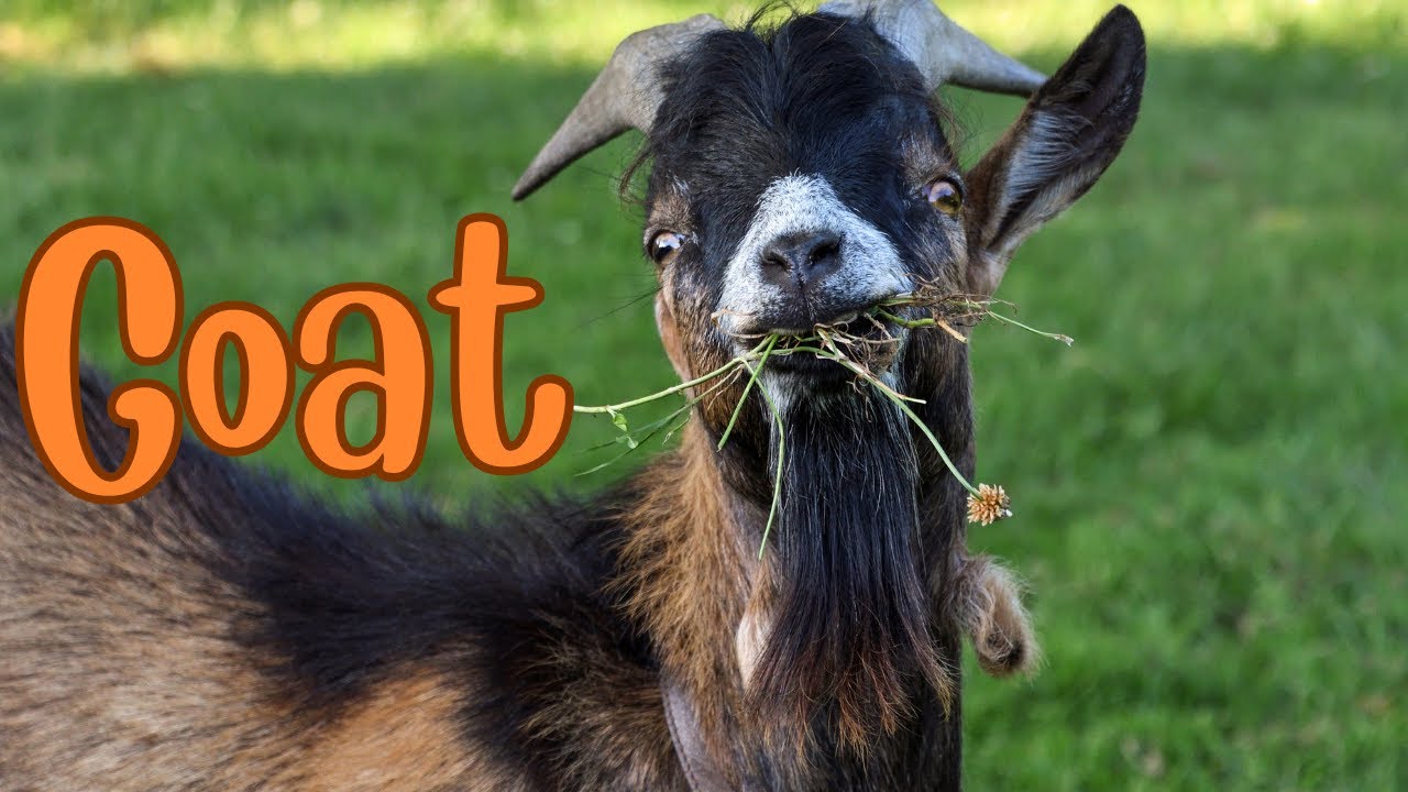 Goats 101: Everything You Need to Know - YouTube