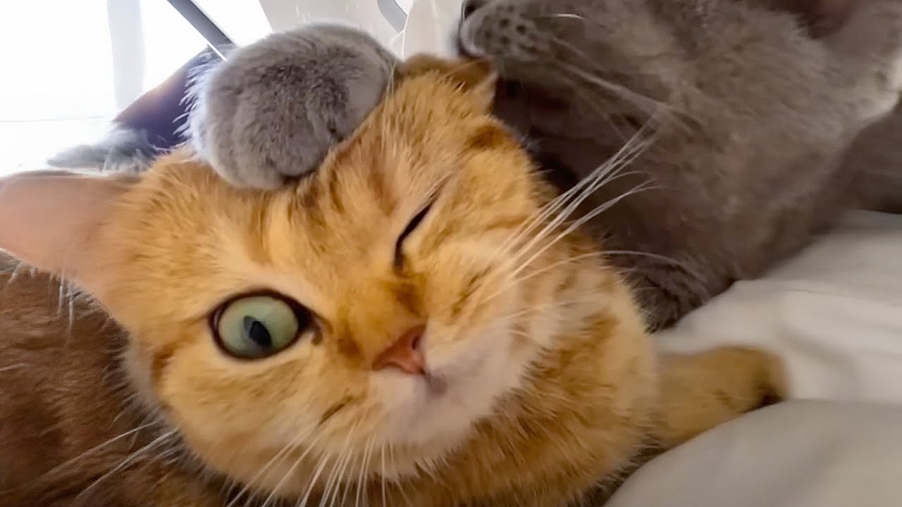 FUNNIEST Goobers | 60 Minute Pets Compilation - YouTube