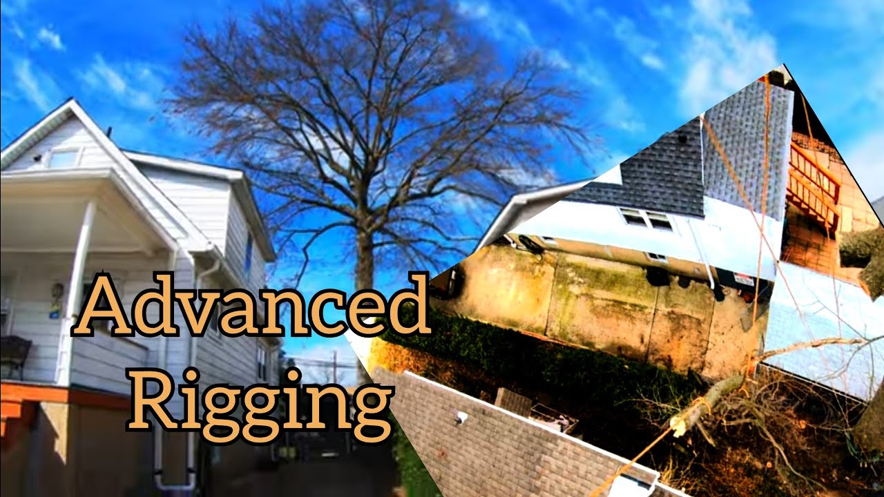 Trimming a Beautiful Pin Oak Tree. Lowering Huge Branches into a Very ...