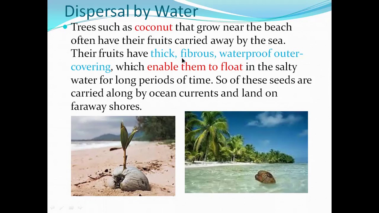 Seed Dispersal by water - YouTube
