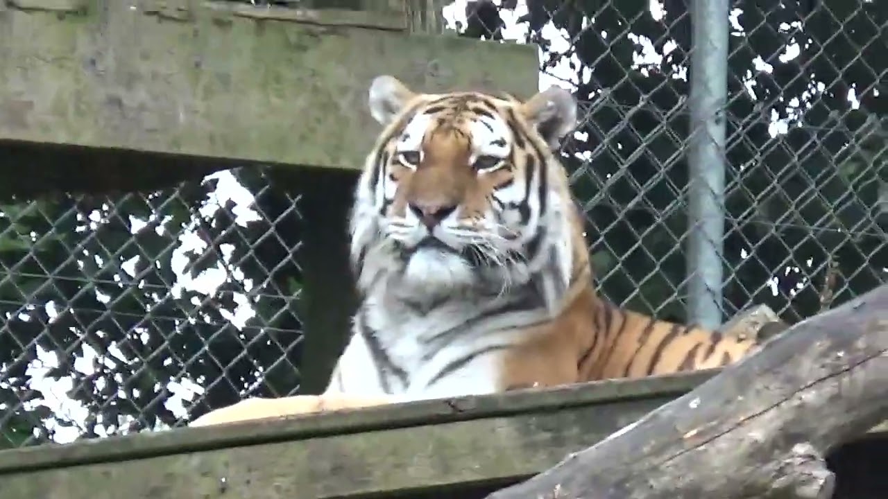 Tiger at Dartmoor Zoo, Sparkwell, Devon - YouTube