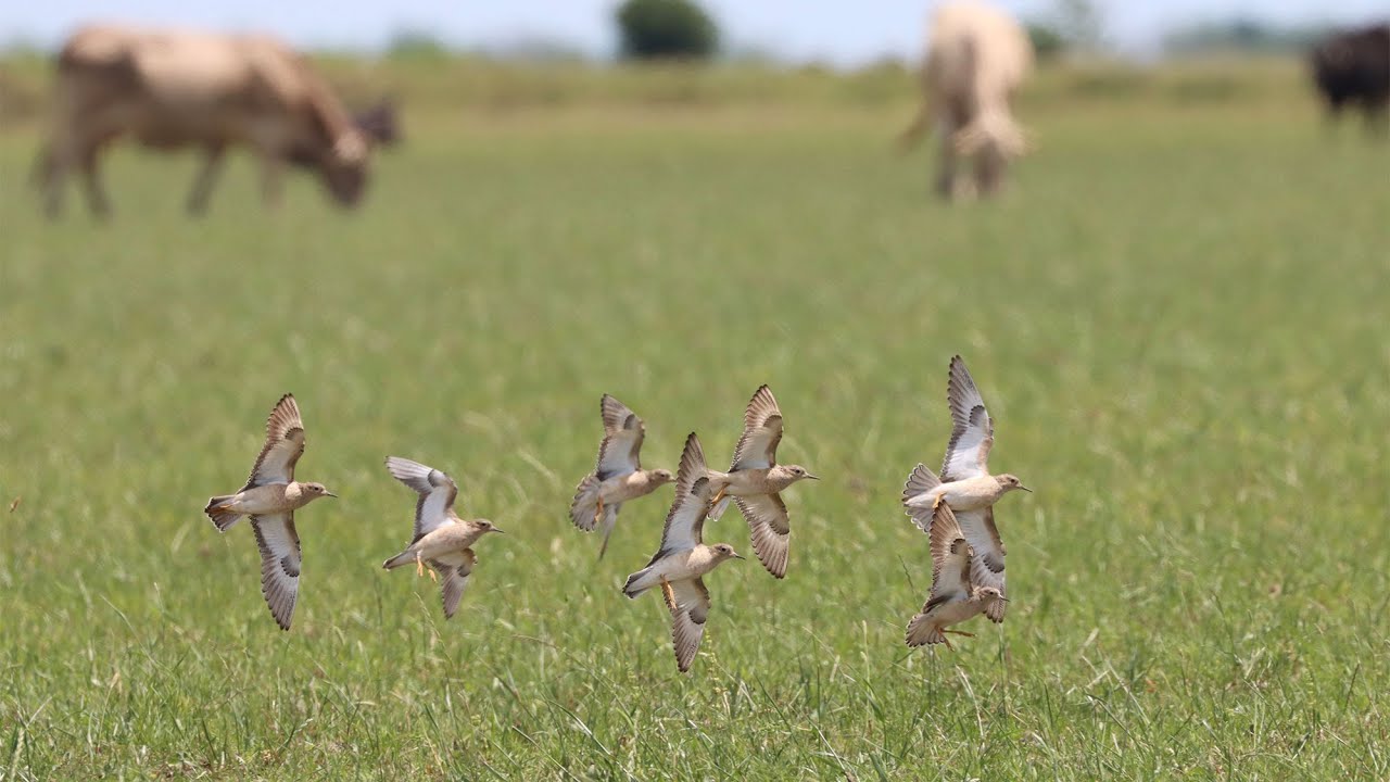 Explore Uruguay's coastal habitat and its wildlife with Manomet ...
