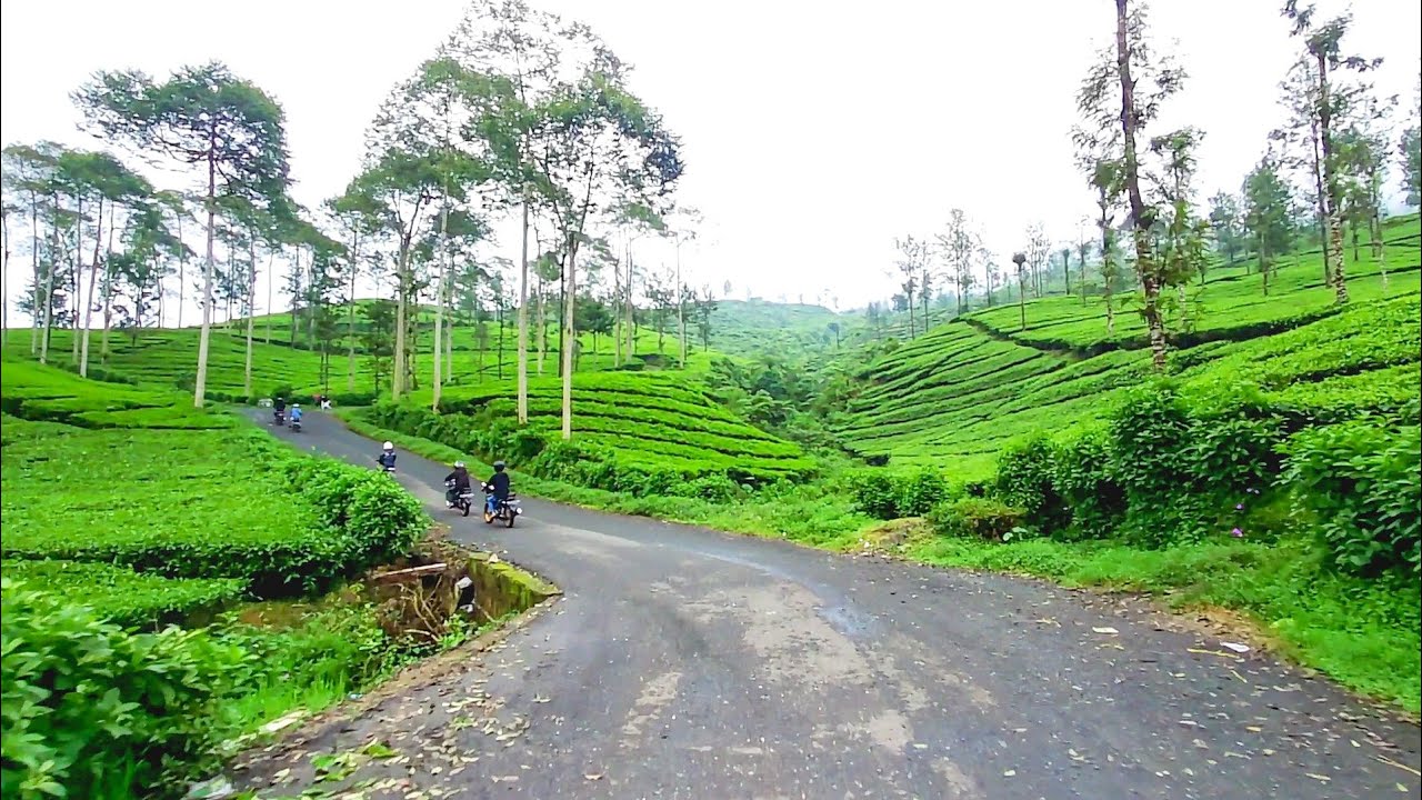 Jalan Indah Perkebunan Teh Tambi Bedakah Wonosobo Jawa Tengah Indonesia ...