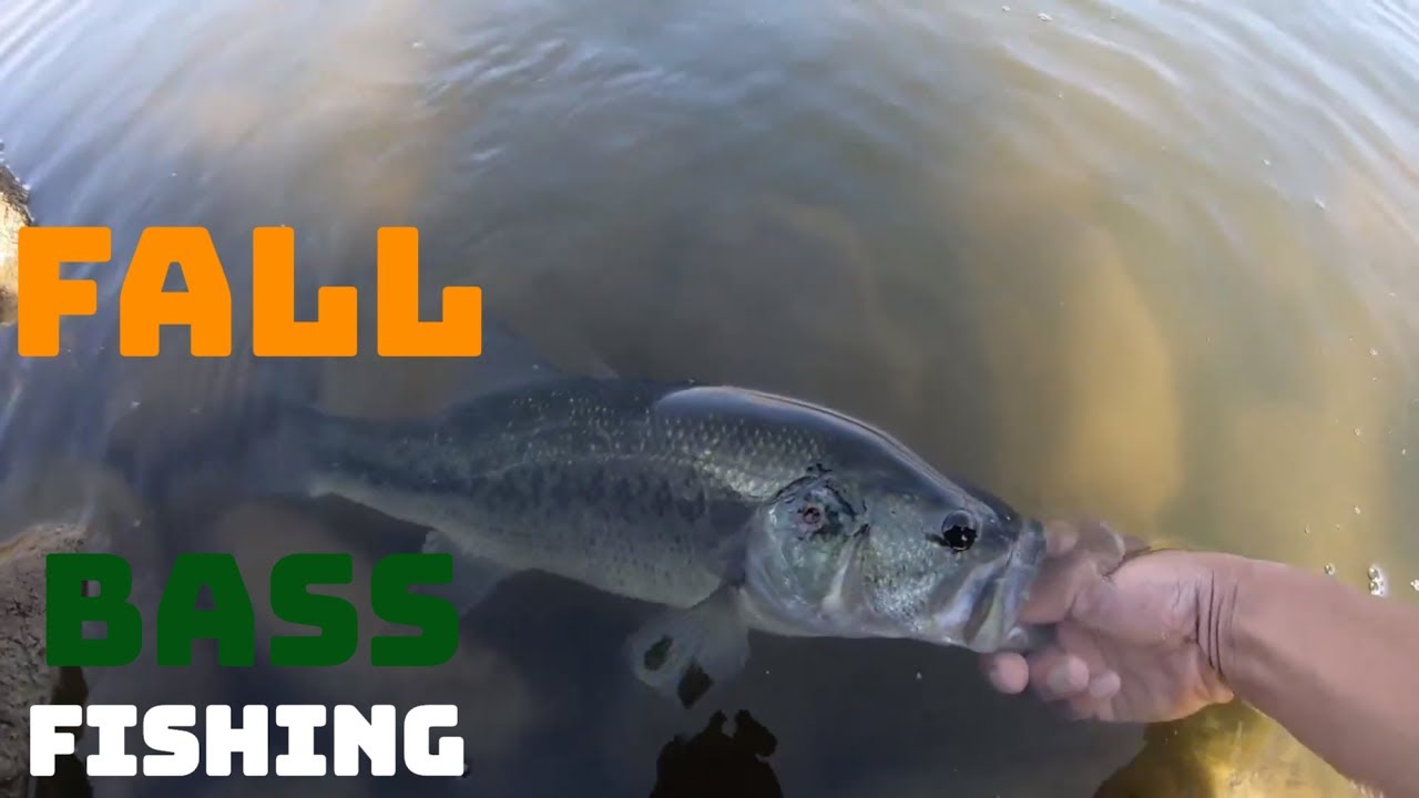 how to fall fish for largemouth bass/pan fish: mantua reservoir utah ...