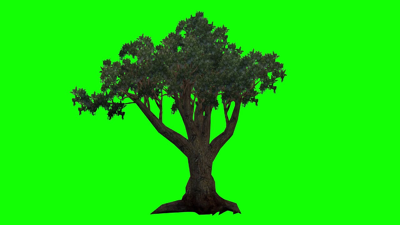 green screen big scary tree - YouTube
