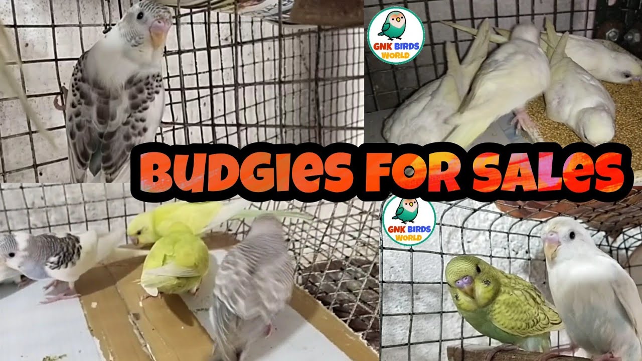 Love birds for Sales/ double factor/ recessive pied/ normal budgies ...