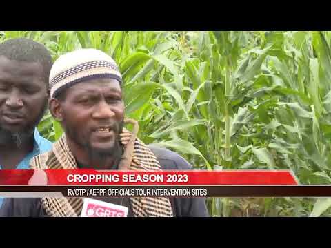 Rice farmers in parts of the Gambia hail the palatability of the new ...