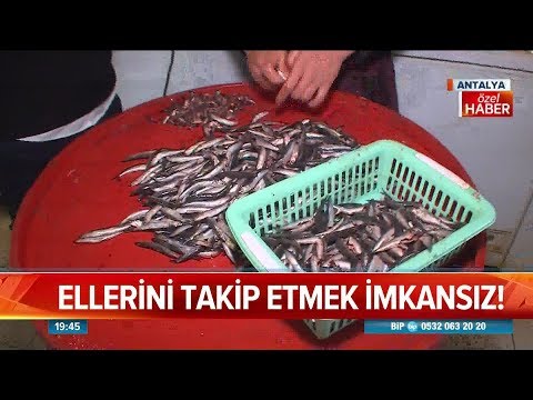 Hamsi ayıklama rekoru: 1dk, 54sn! - Atv Haber 4 Ocak 2019
