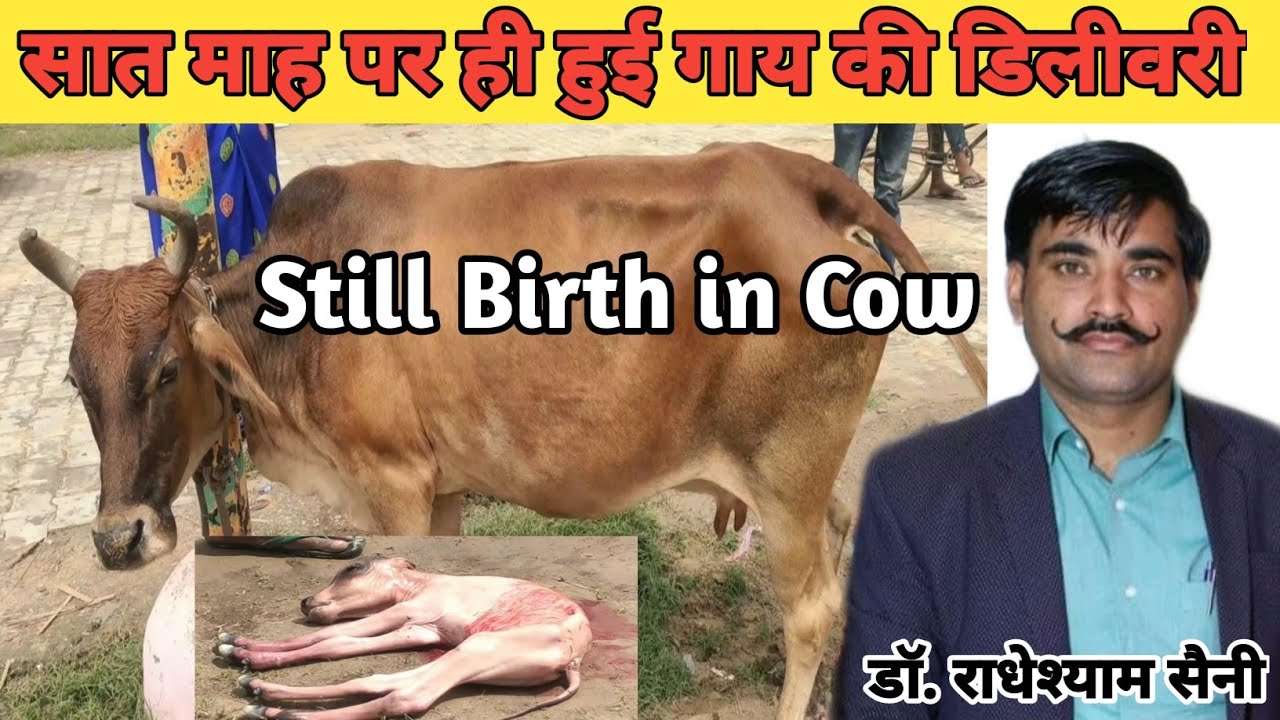 Stillbirth in Cow।। Cow Gives Birth to a Stillborn | Could Have Died ...