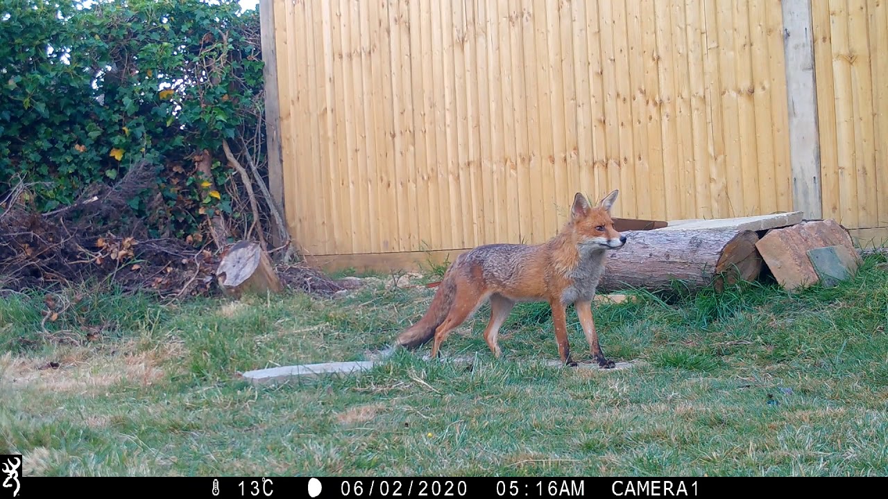 Fox during the day - YouTube