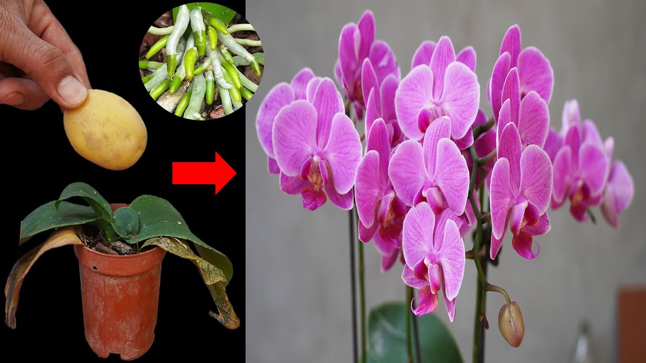 THE PERFECT TECHNOLOGY THAT MAKES ORCHIDS BLOOM NON STOP - YouTube