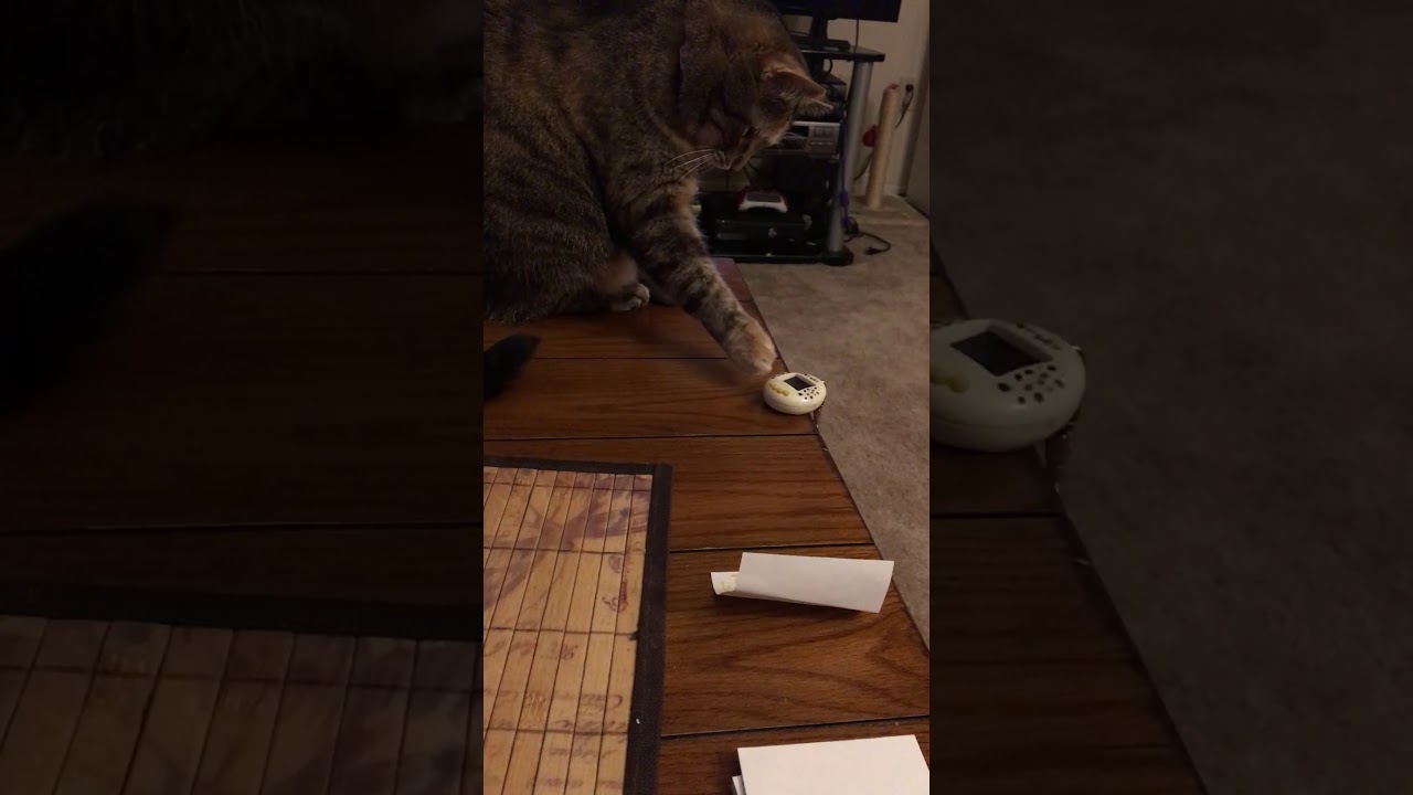 Cat knocking something over - YouTube