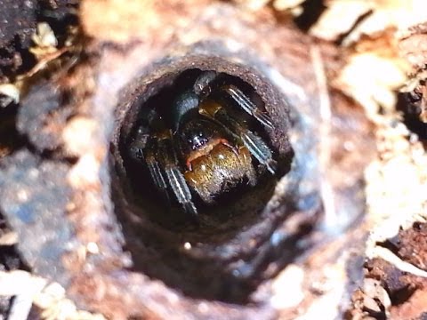 Geolycosa missouriensis Update - YouTube