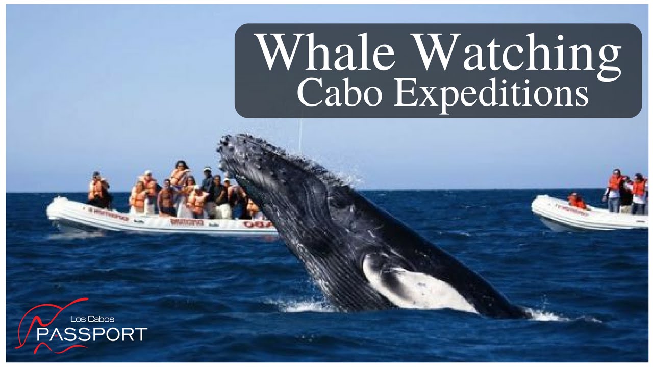 Cabo Expeditions Whale Watching Season 2016 - Los Cabos Passport - YouTube