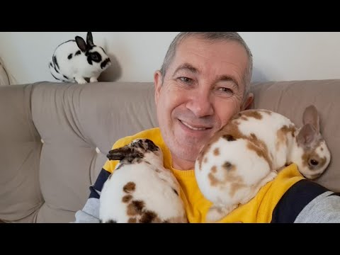 Iepuri Rasa Rex Pitic Dalmatian si Tricolor Animale de companie ...