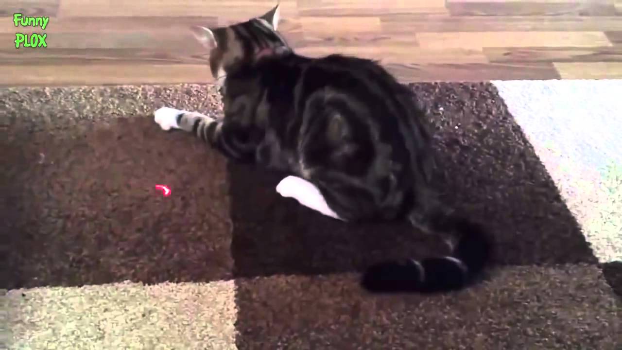 Funny Cats vs Laser Pointers Compilation 2014 NEW HD - YouTube