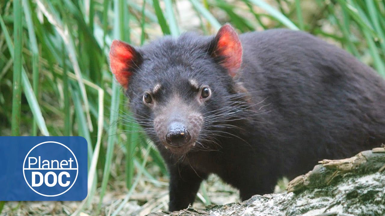 Tasmania Full Documentary | Devils & Tigers - YouTube