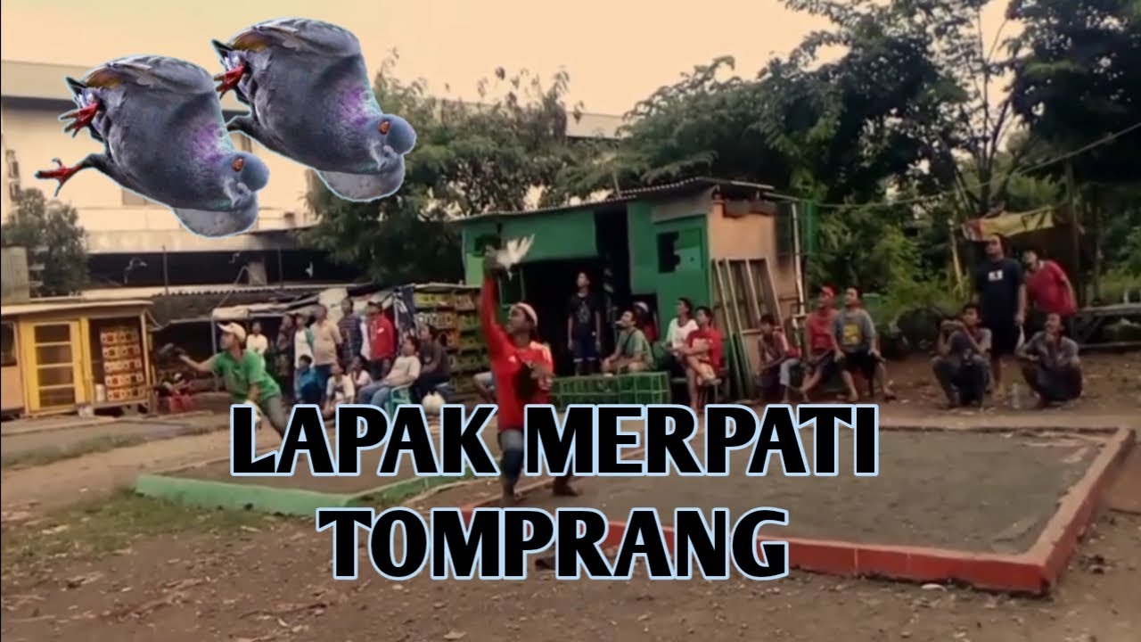 LAPAK MERPATI TOMPRANG || MERPATI TINGGI - YouTube