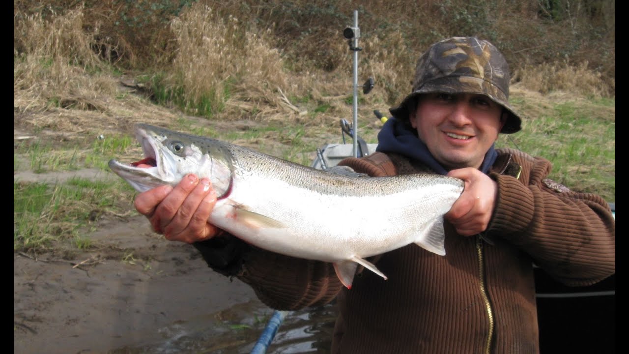 Steelhead Winter Run Plug Slam Downs 3/1/2015 - YouTube