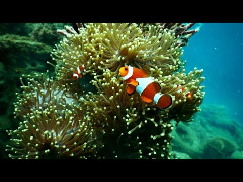 Part 5 Amazing Underwater Views - YouTube