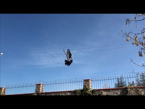 Güvercin Uçurmaya Çalışma