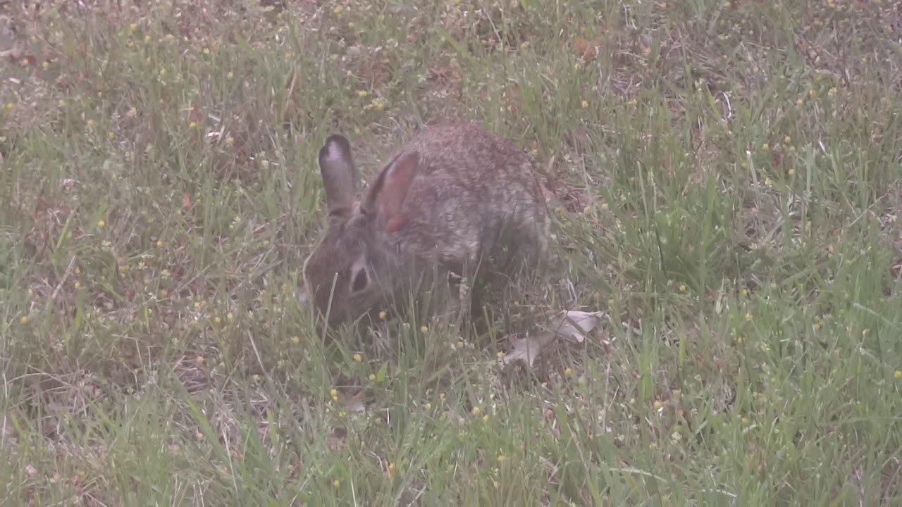 Rabbit eating grass at dusk - YouTube