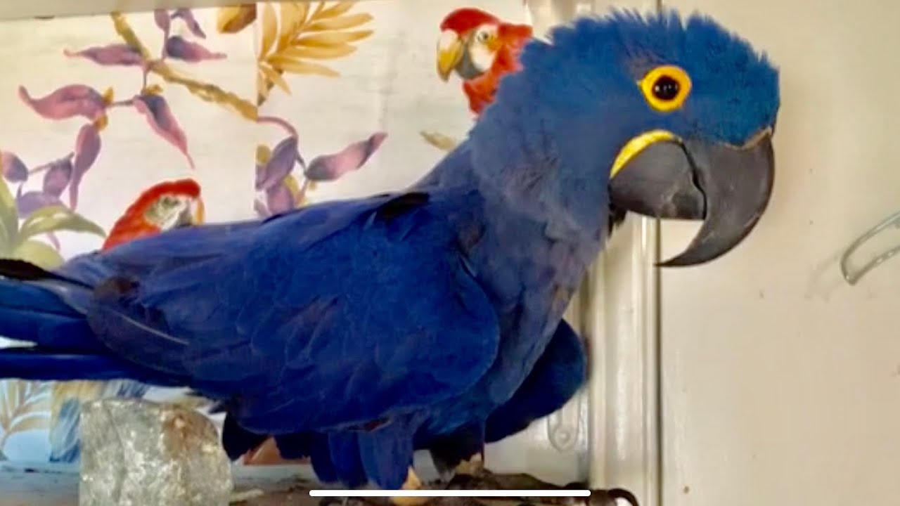 Talking hyacinth macaw! - YouTube