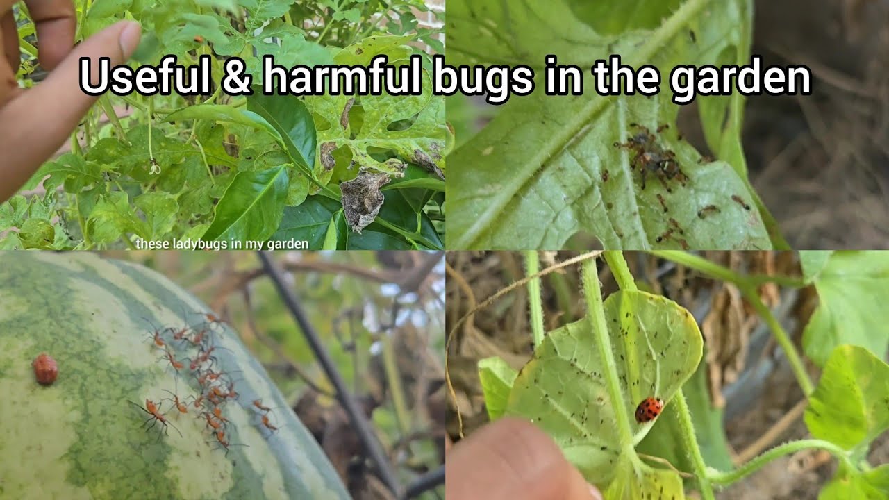 What are the GOOD and BAD bugs in your garden/ useful & harmful bugs in ...
