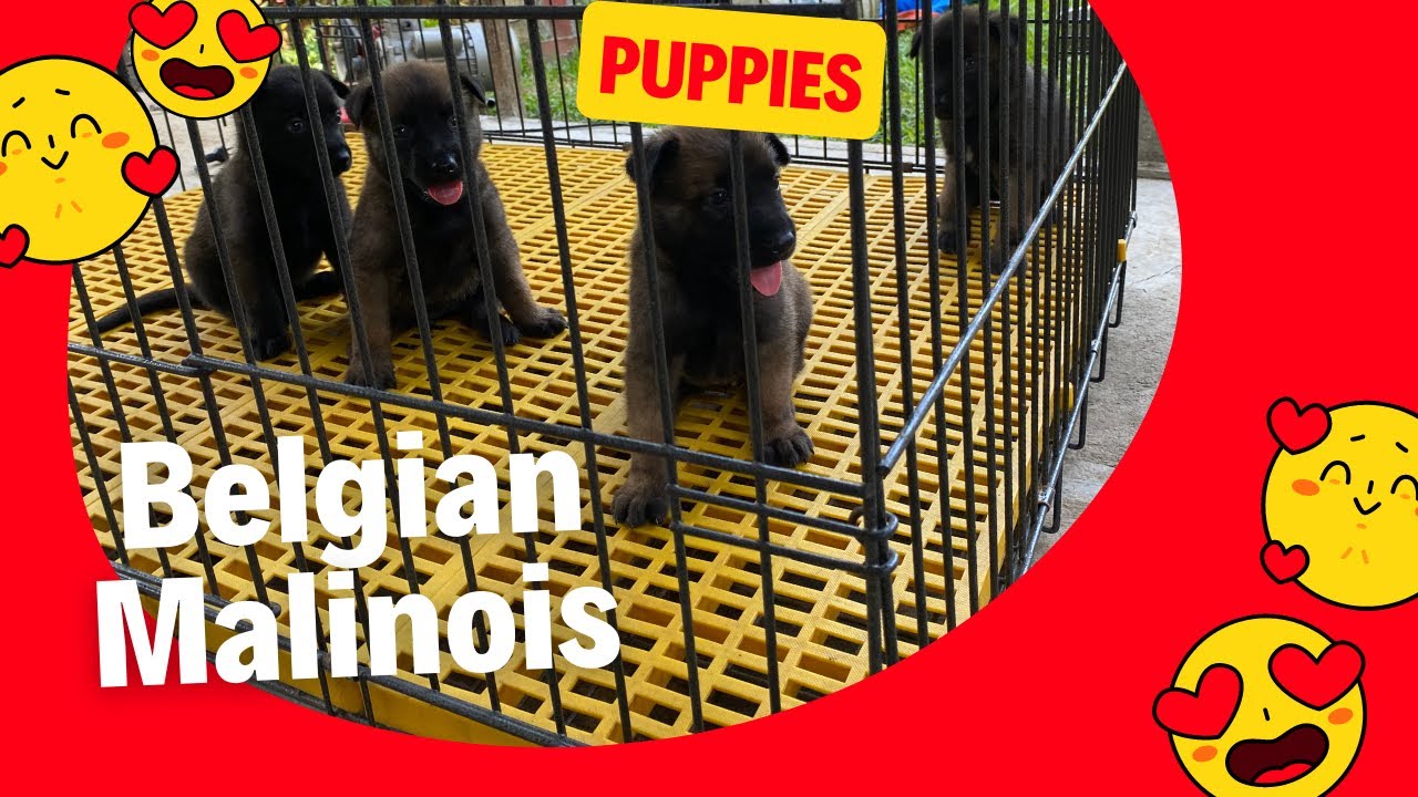 Watch These Adorable Belgian Malinois Puppies Take Their First Bite ...