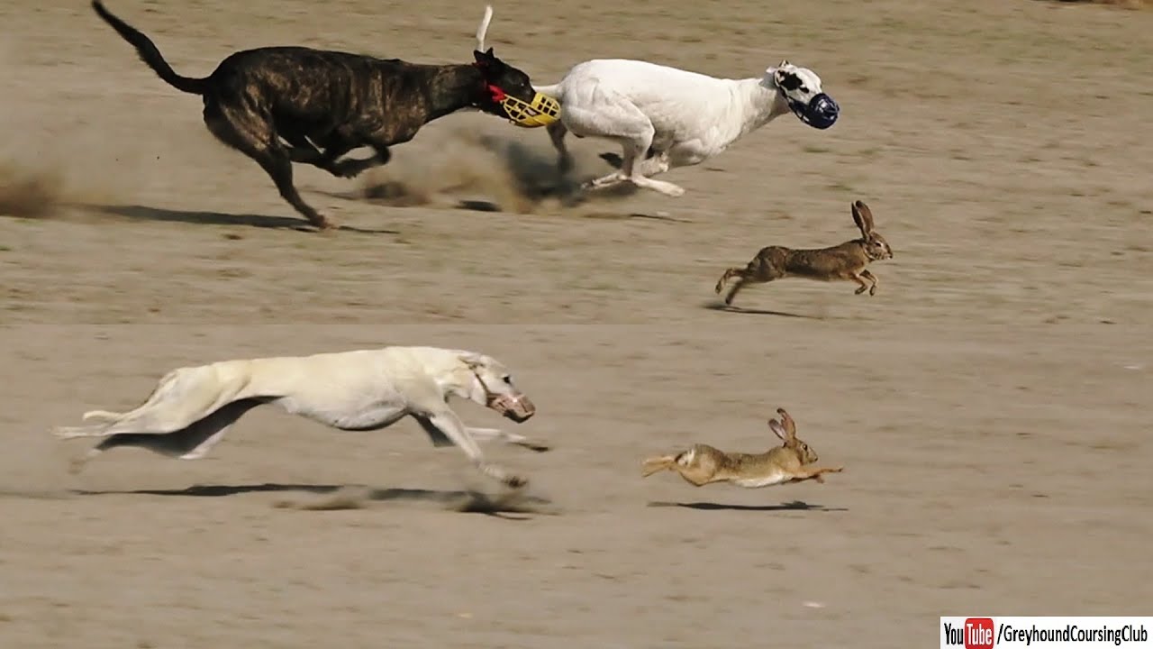 Hare Coursing Race 2022 - YouTube