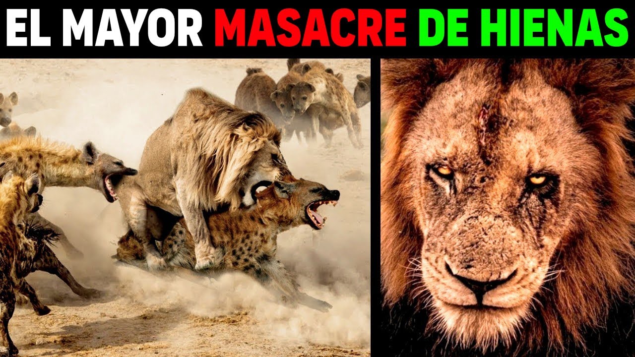 40 HIENAS CONTRA 9 LEONES: El conflicto MÁS BRUTAL jamás registrado en ...