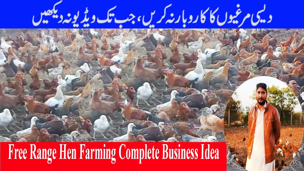 Free Range Hen Farming Business Idea | Desi Hen Farming in Pakistan ...