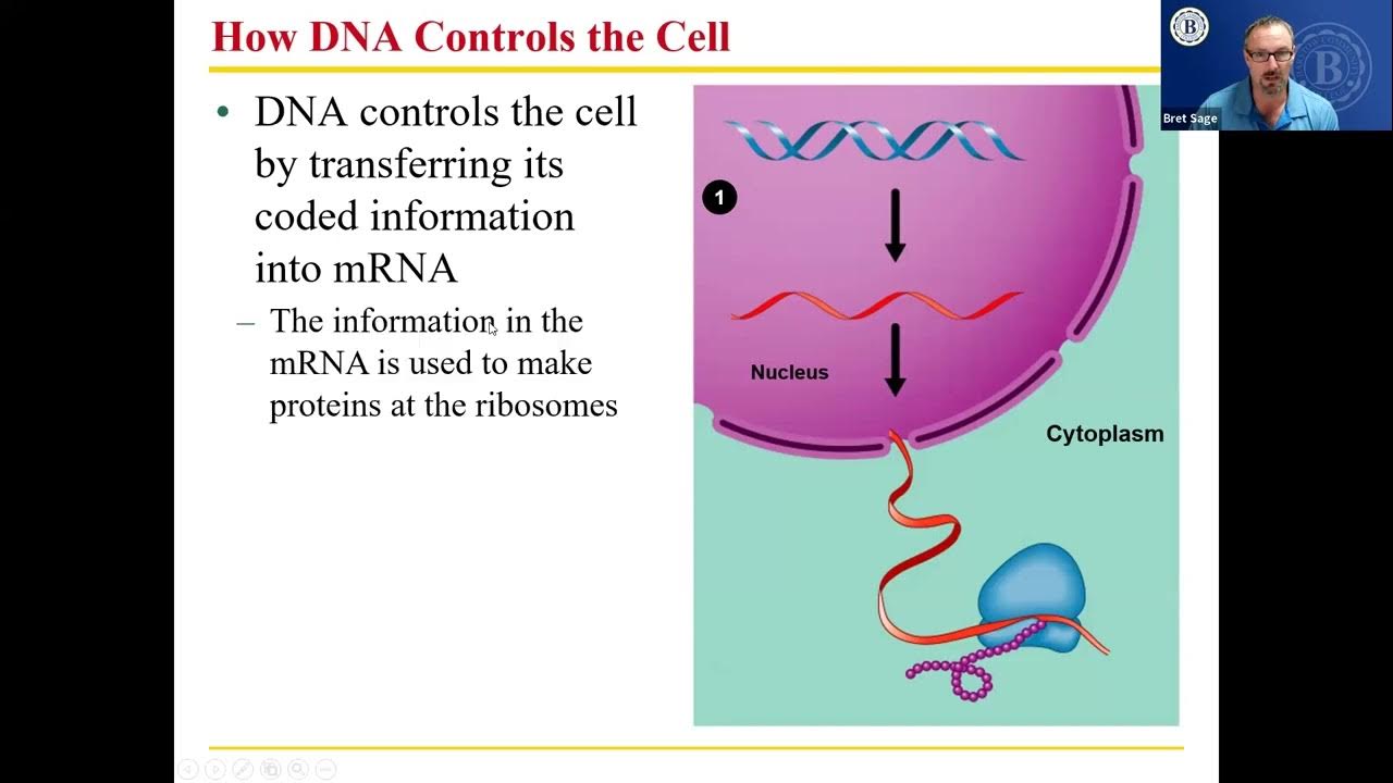 Bio 2 Lecture chapter 3 Cells - YouTube