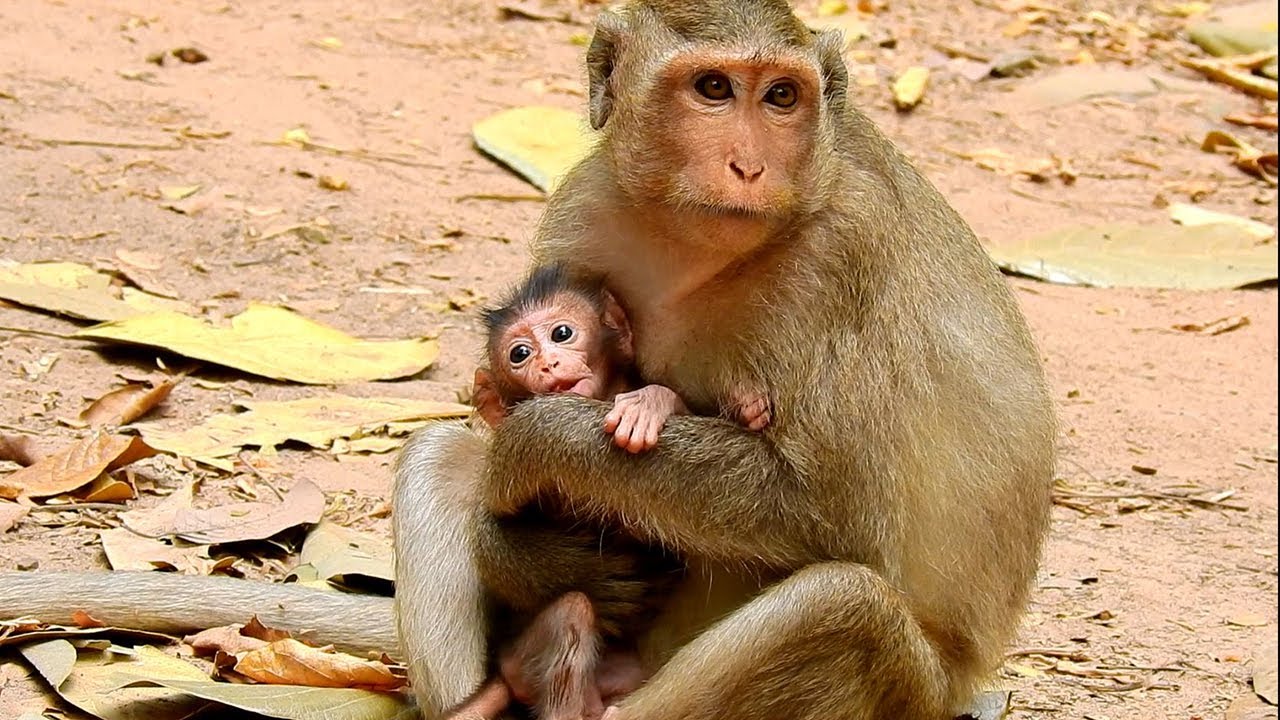 Young monkey has the baby for the first time and she knows how to care ...