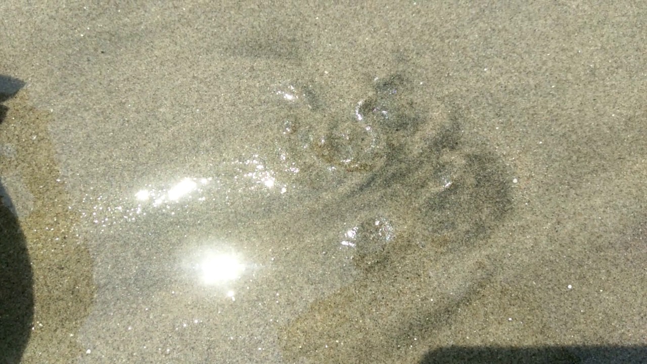 Sand crabs burrowing into sand - YouTube