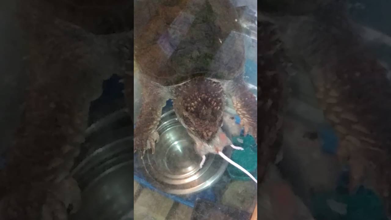 Snapping turtle eating A. S. F. Rat - YouTube