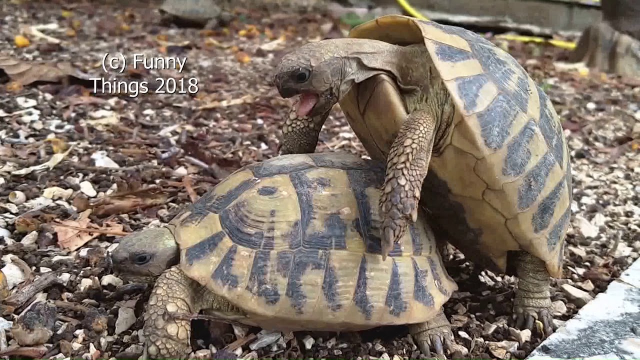 Moaning Turtle tries to have Sex - Funny - YouTube