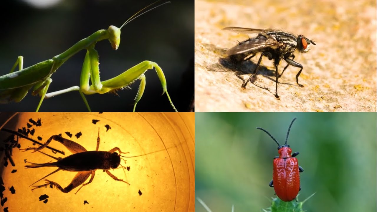 🔹 "¡Explorando el Mundo de los Insectos! 🦋🐜 Aprende Jugando" - YouTube